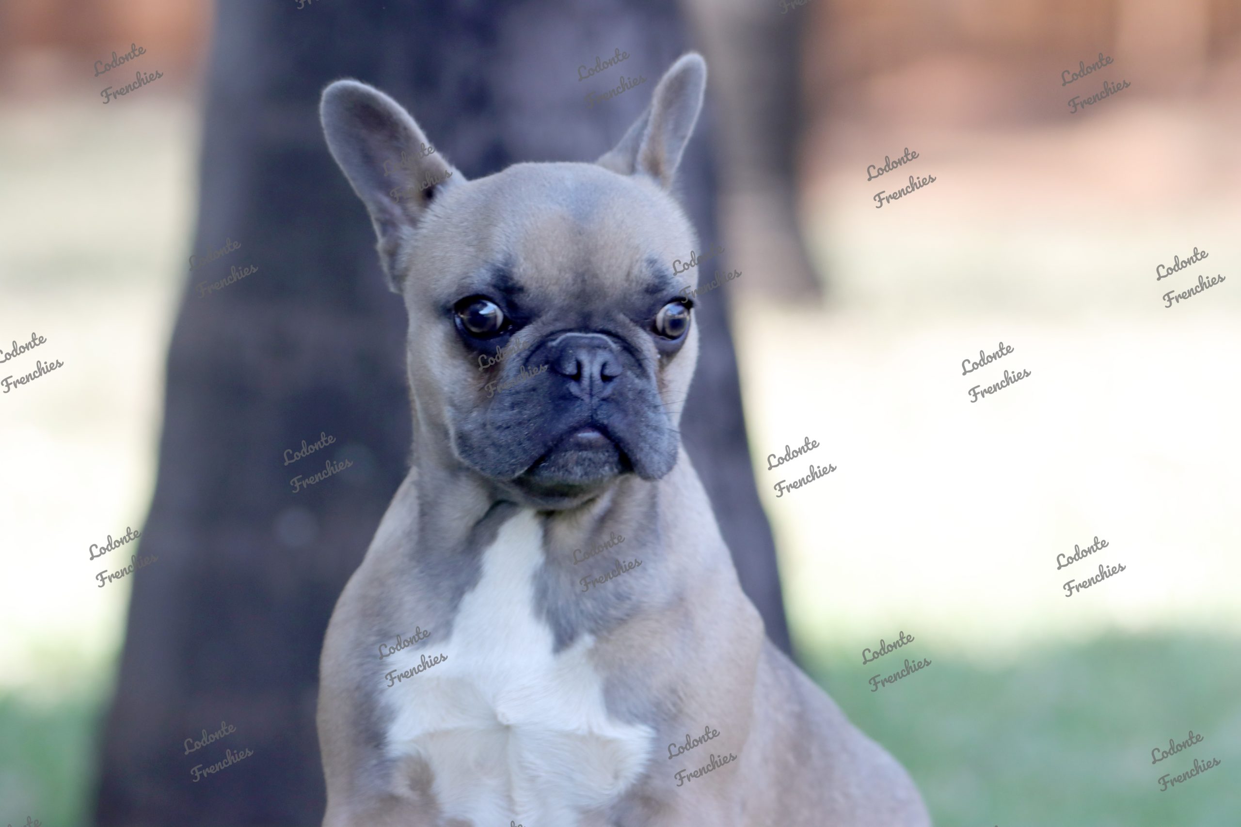 Our Frenchies / Studs – Lodonte